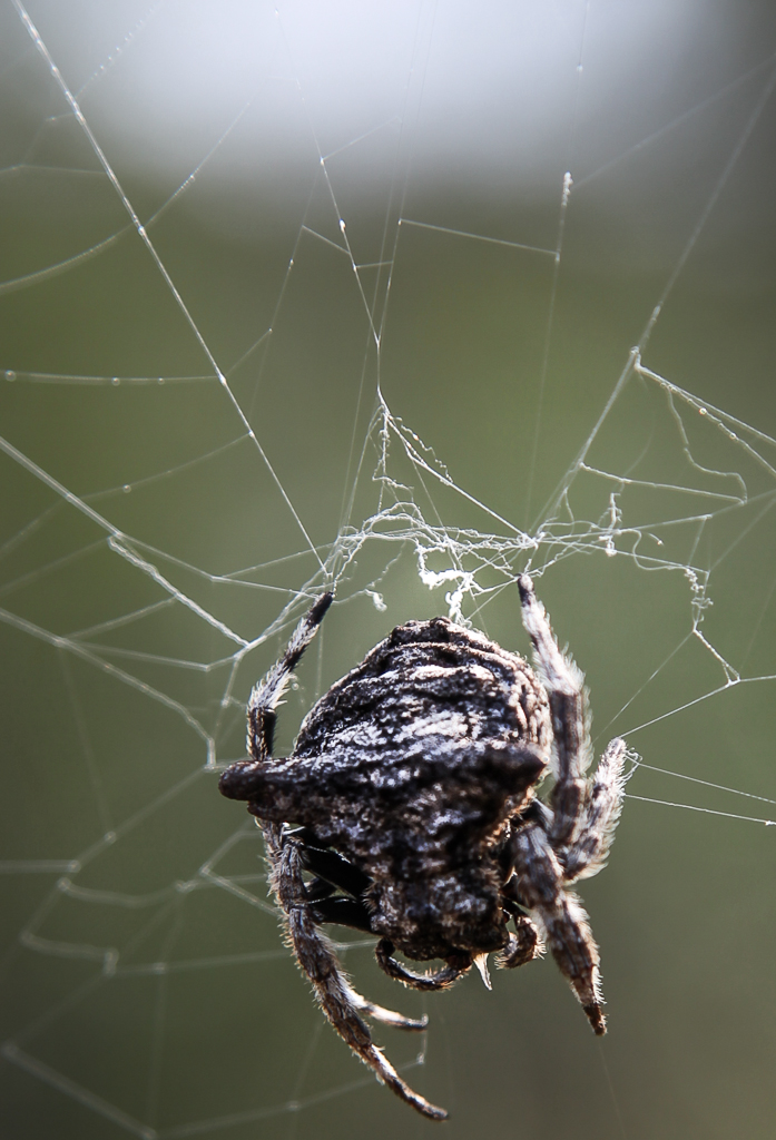 Bark spider – Miikka Järvinen